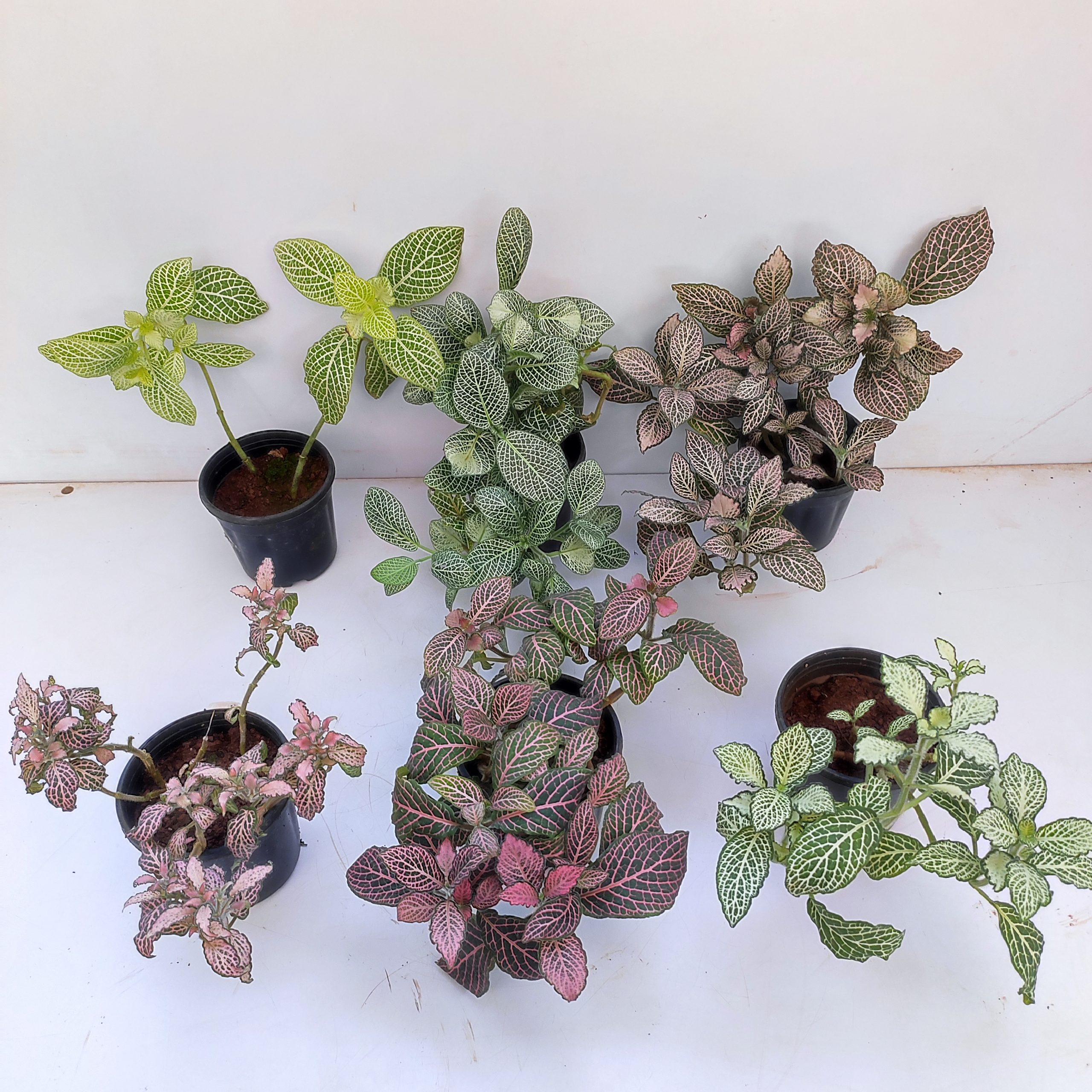 Fittonia Premium Combo - NurseryBuy
