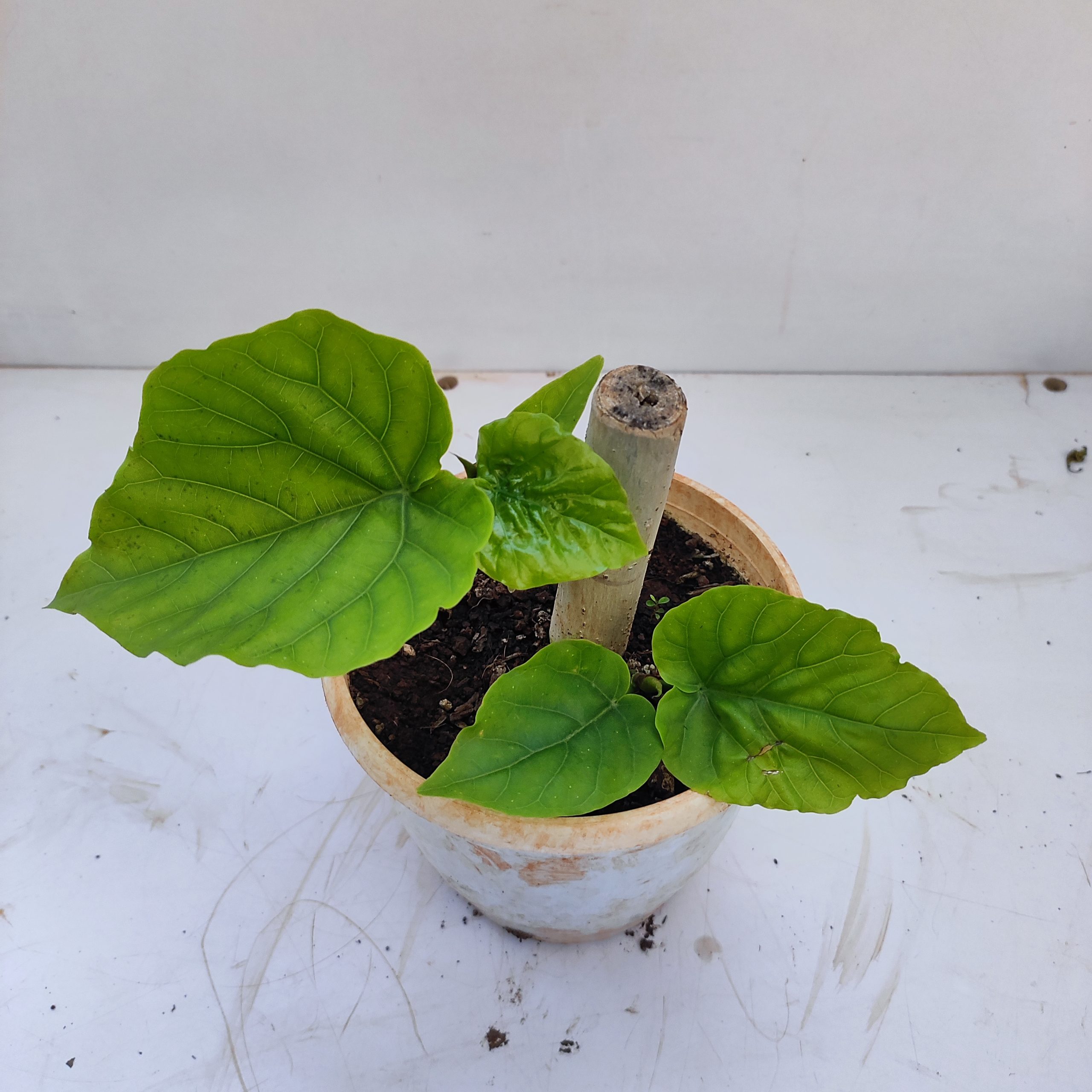 Ficus 'Umbellata' Mini - NurseryBuy