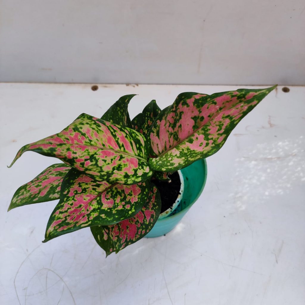 Aglaonema 'Pink Beauty' Mini - NurseryBuy