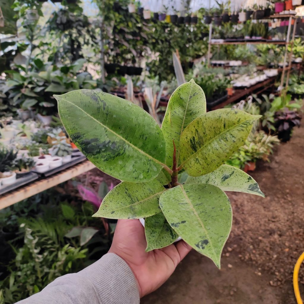 Ficus Elastica Shivereana Mini - NurseryBuy