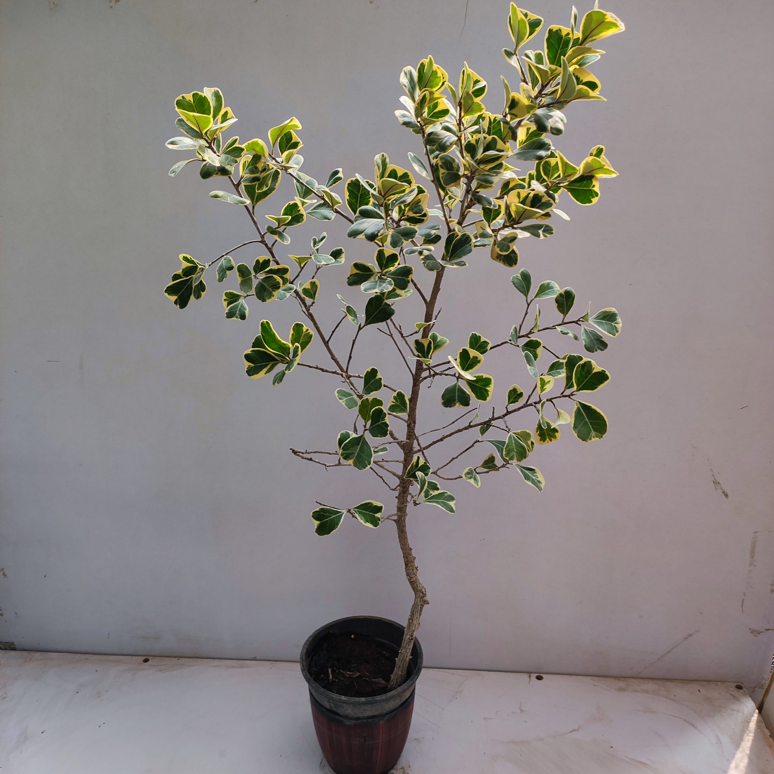 Ficus Triangularis Variegata (Sweetheart Tree) - NurseryBuy