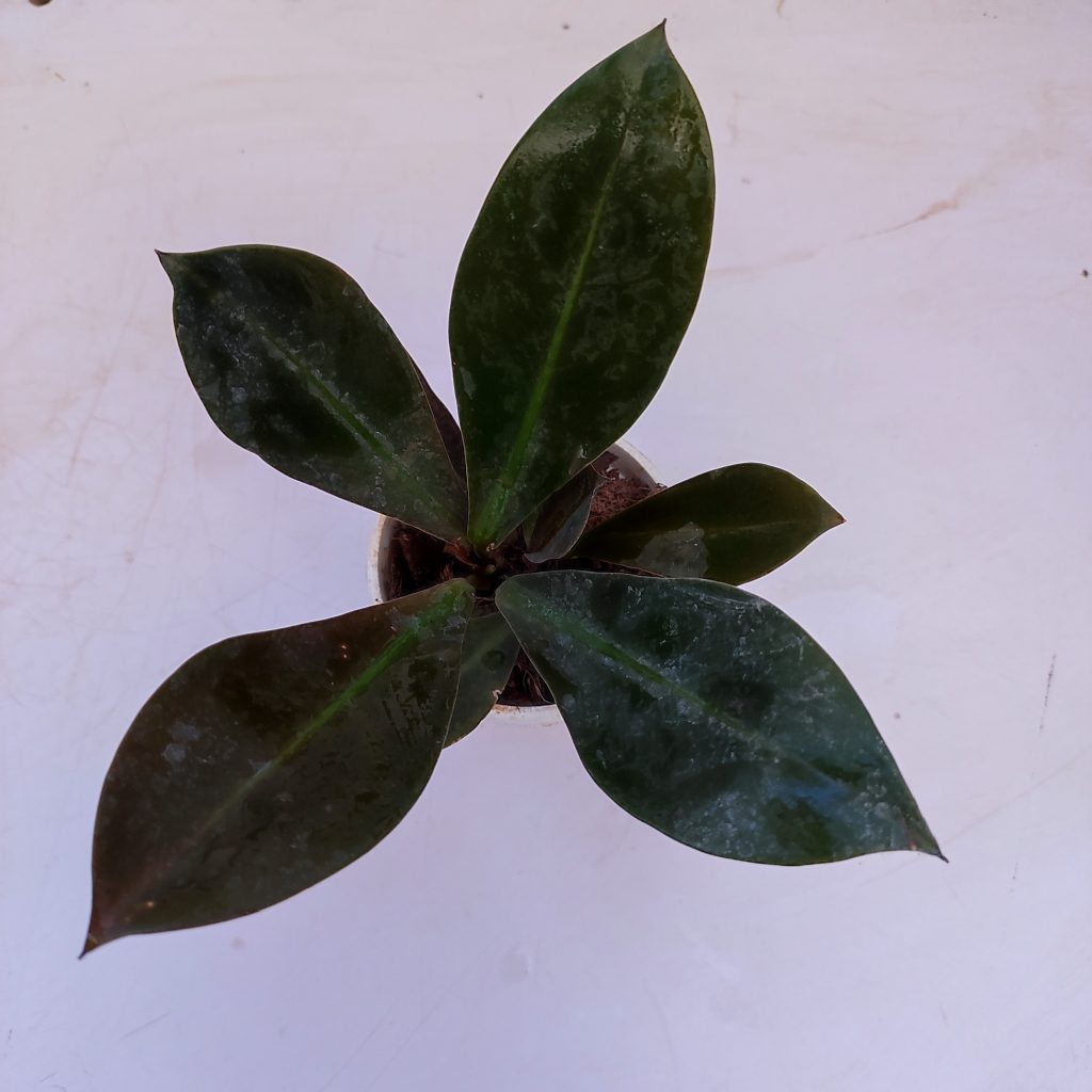 Philodendron Linnaei Mini - NurseryBuy