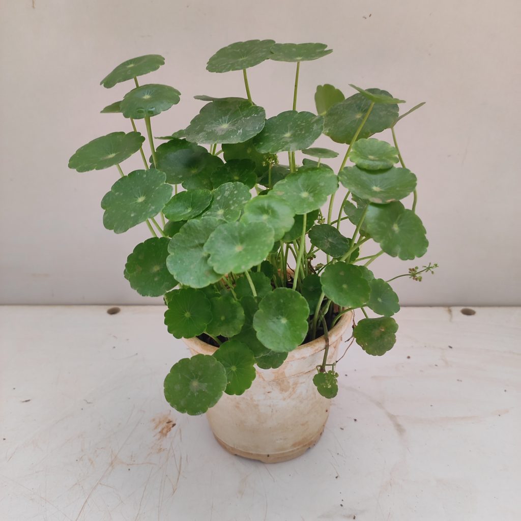 Hydrocotyle vulgaris (Pennywort Plant) Mini - NurseryBuy