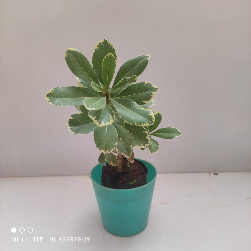 Variegated Pittosporum (Variegated Japanese Mock Orange) Mini - NurseryBuy