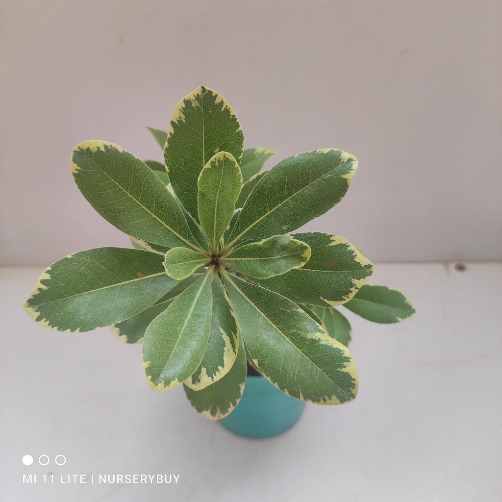 Variegated Pittosporum (Variegated Japanese Mock Orange) Mini - NurseryBuy
