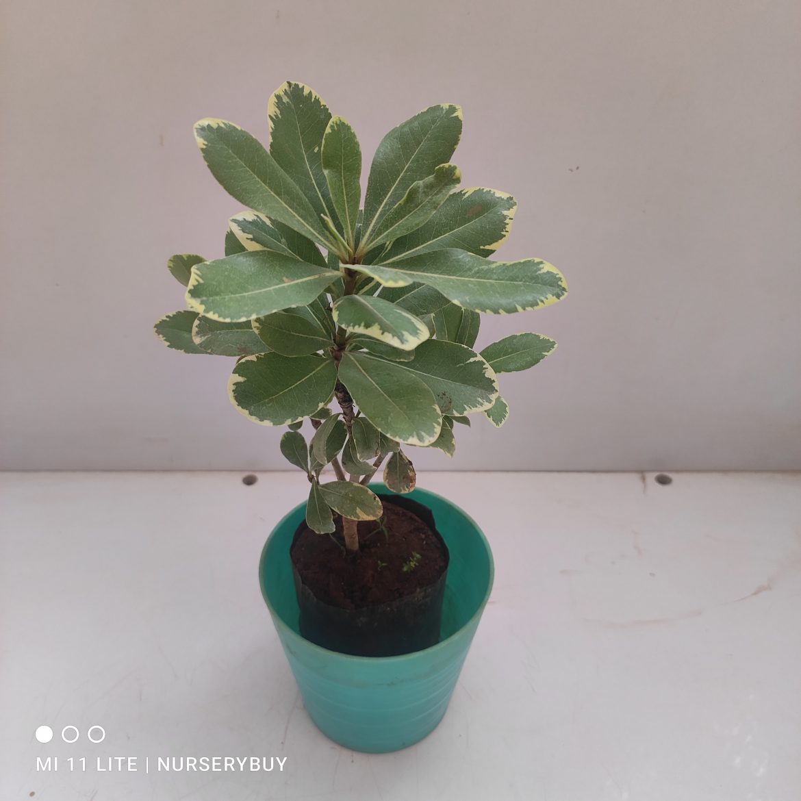 Variegated Pittosporum (Variegated Japanese Mock Orange) Mini - NurseryBuy