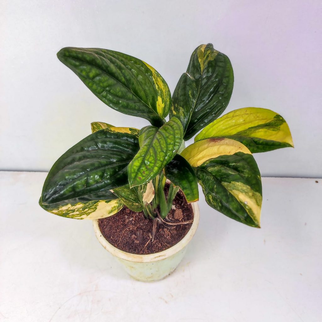 Monstera 'Peru Variegata' - NurseryBuy