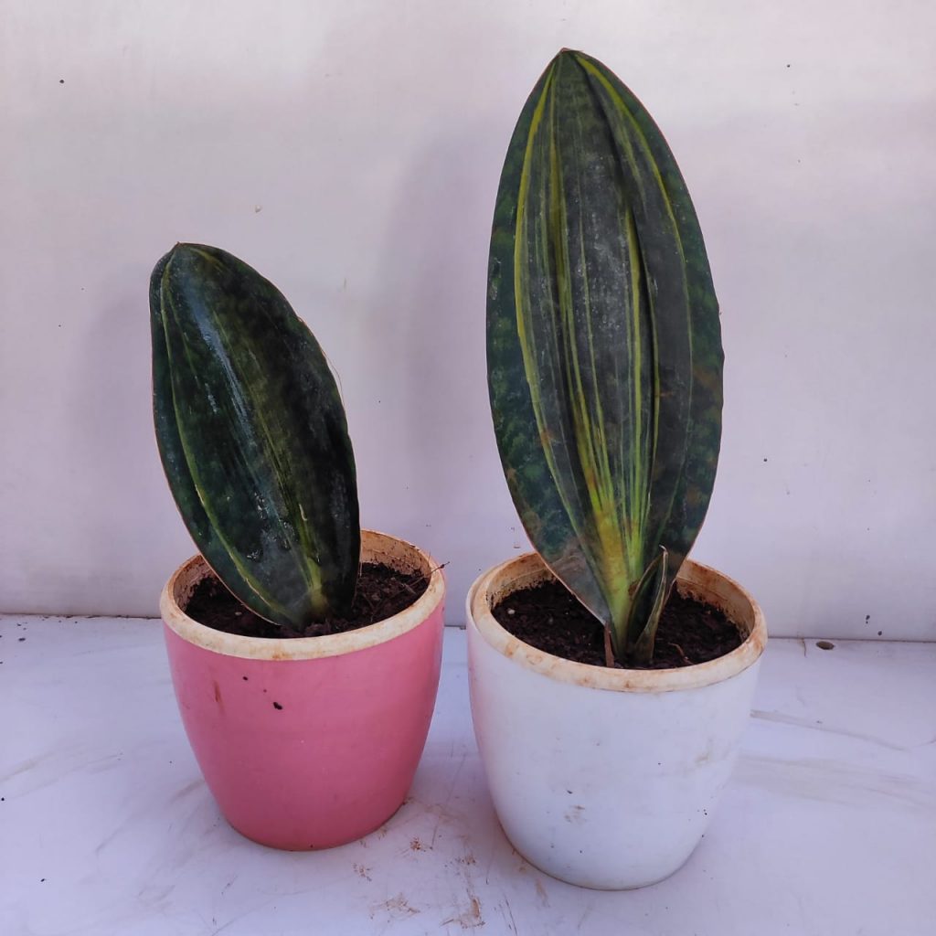Sansevieria 'Masoniana Variegata' Mini - NurseryBuy