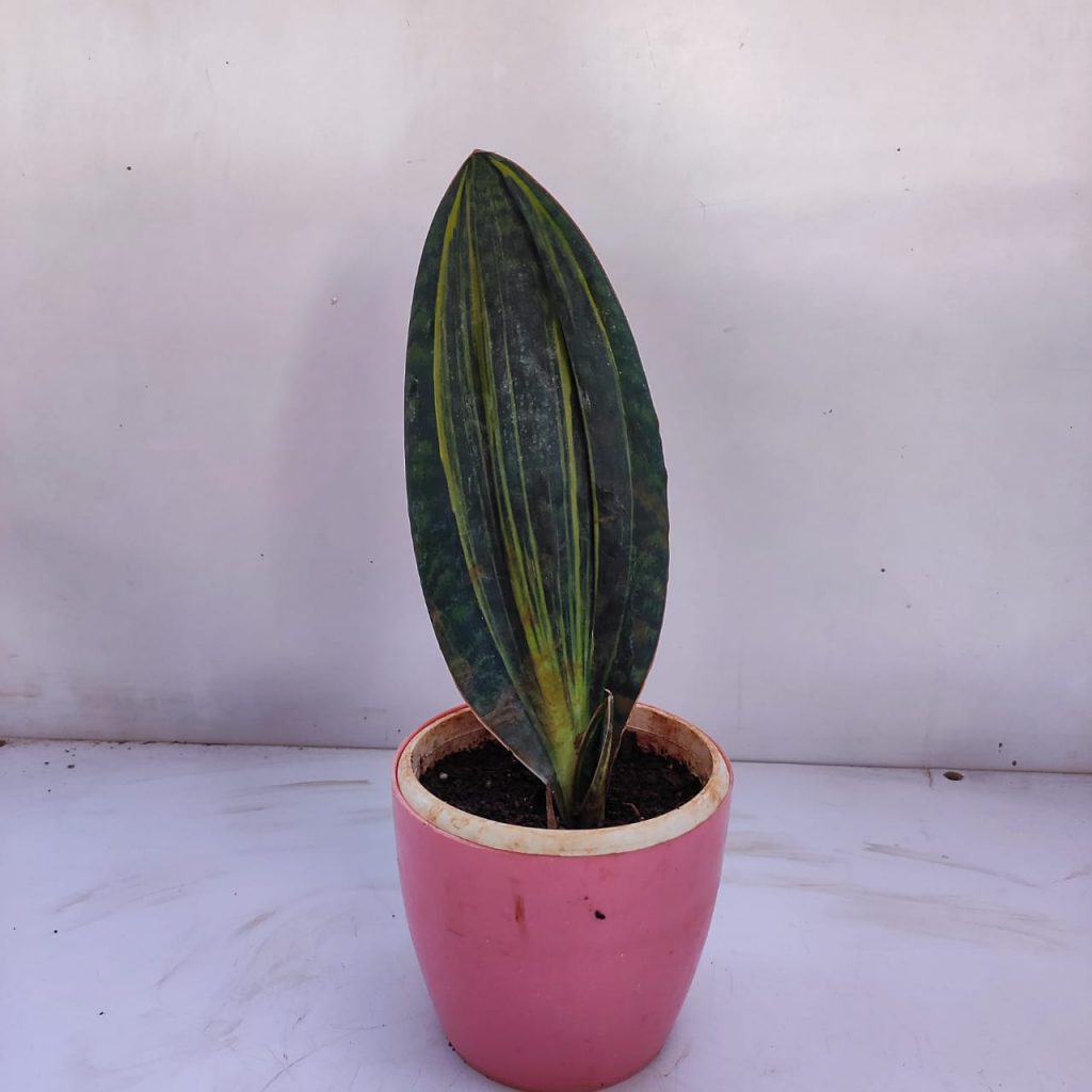Sansevieria 'Masoniana Variegata' Mini - NurseryBuy