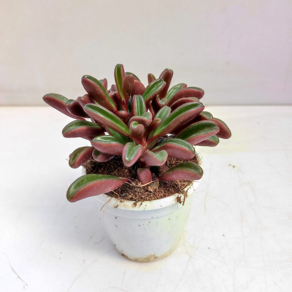 Peperomia Graveolens "Ruby Glow" - NurseryBuy