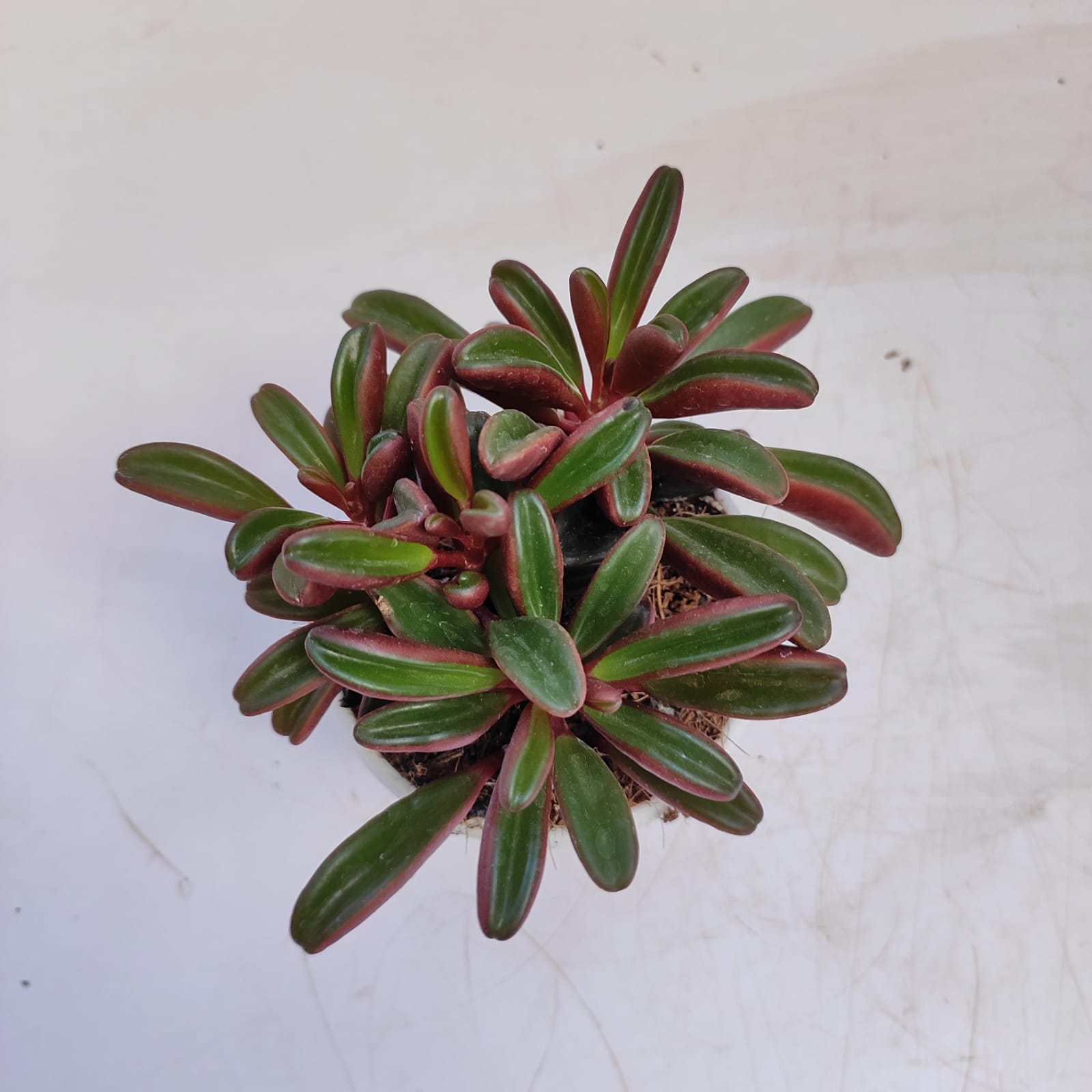 Peperomia Graveolens "Ruby Glow" - NurseryBuy
