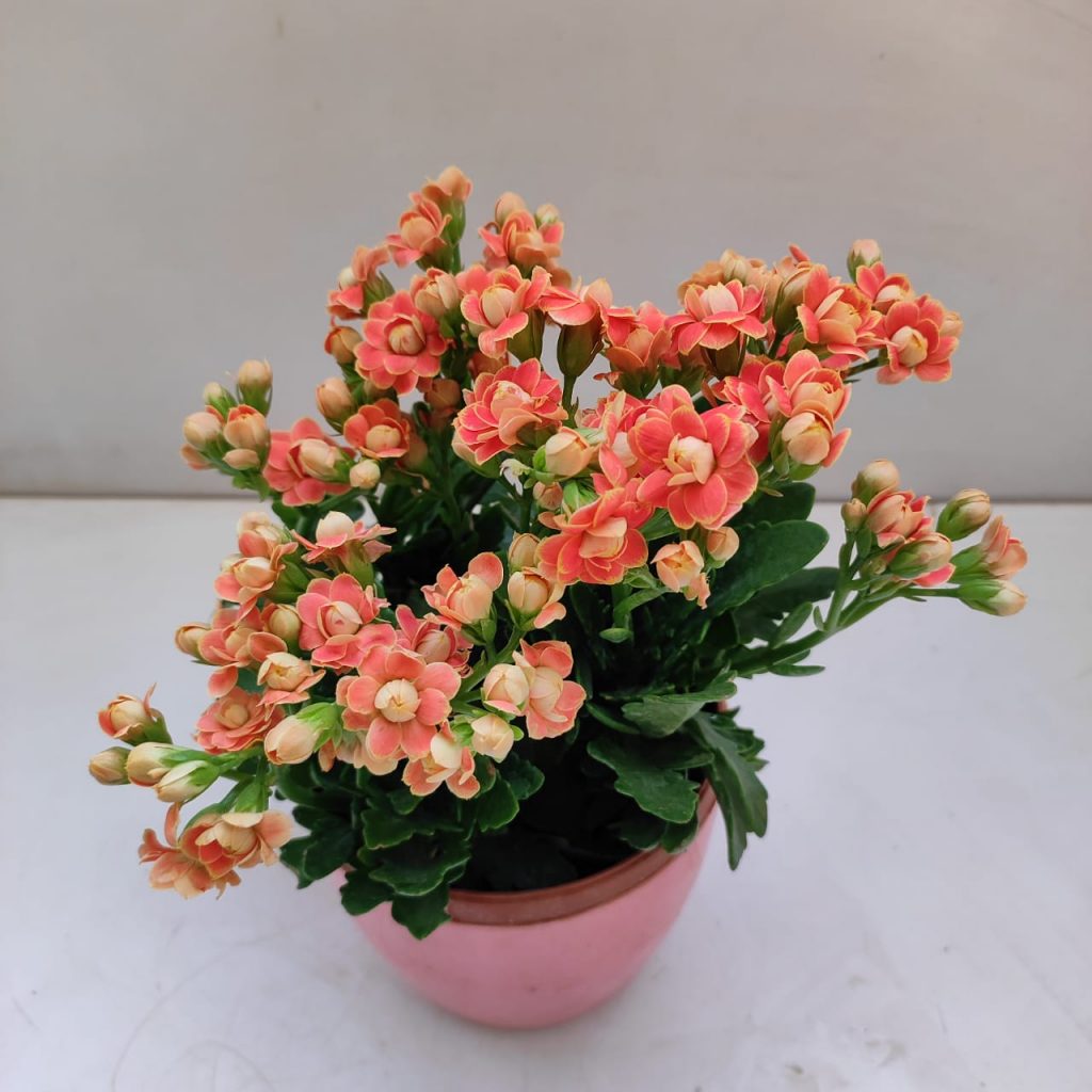 Kalanchoe Bicolor Orange -Yellow border - NurseryBuy