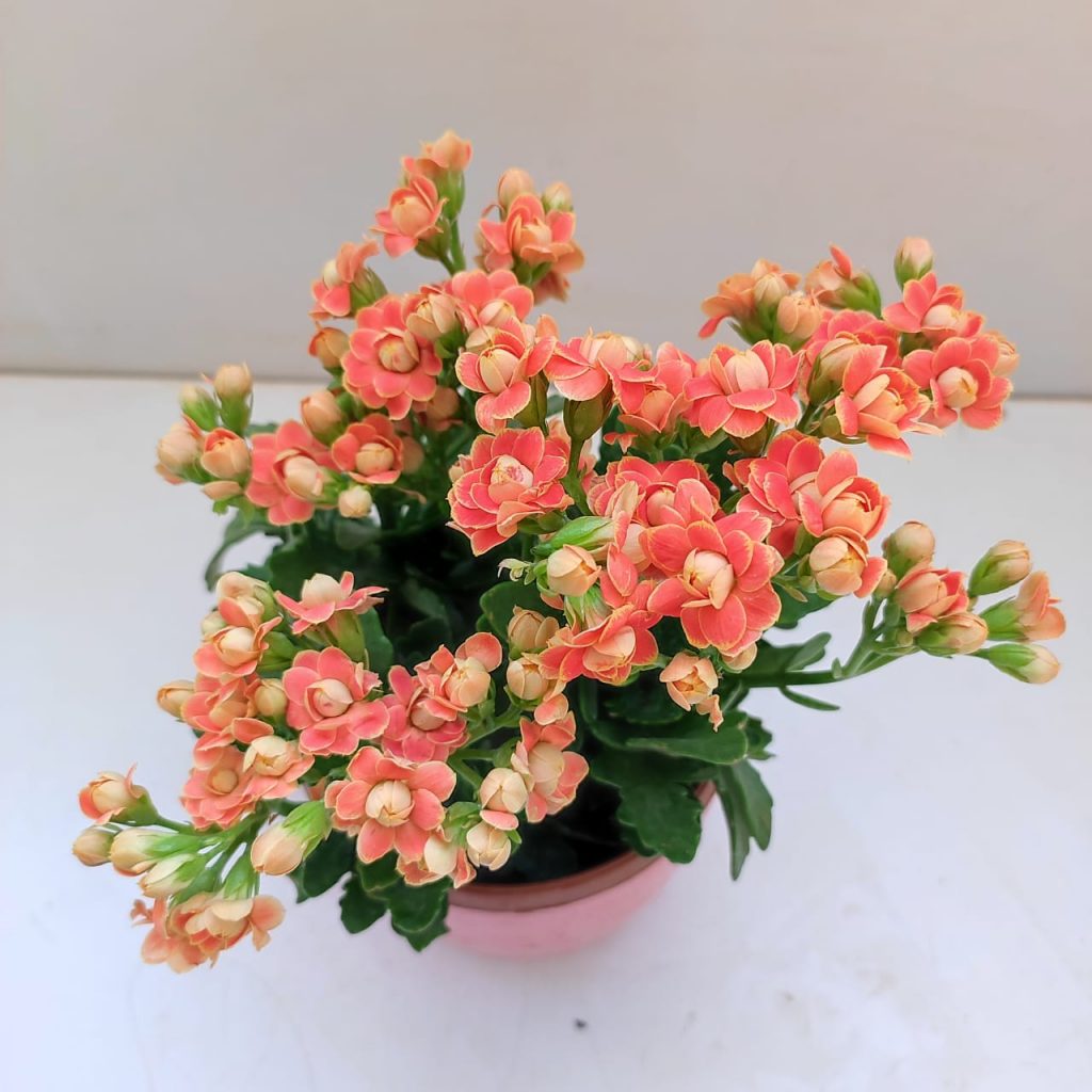 Kalanchoe Bicolor Orange -Yellow border - NurseryBuy