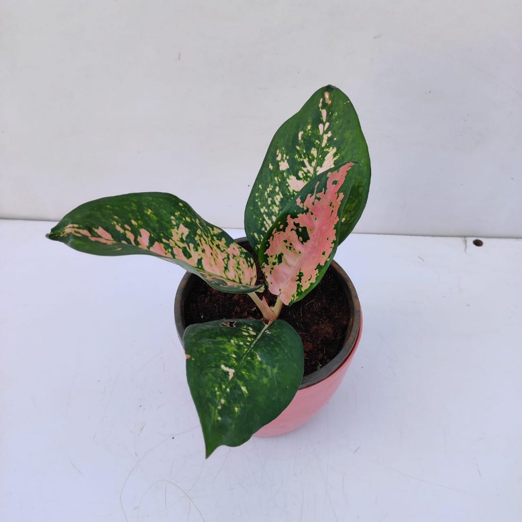 Aglaonema 'Pink Princess' - NurseryBuy