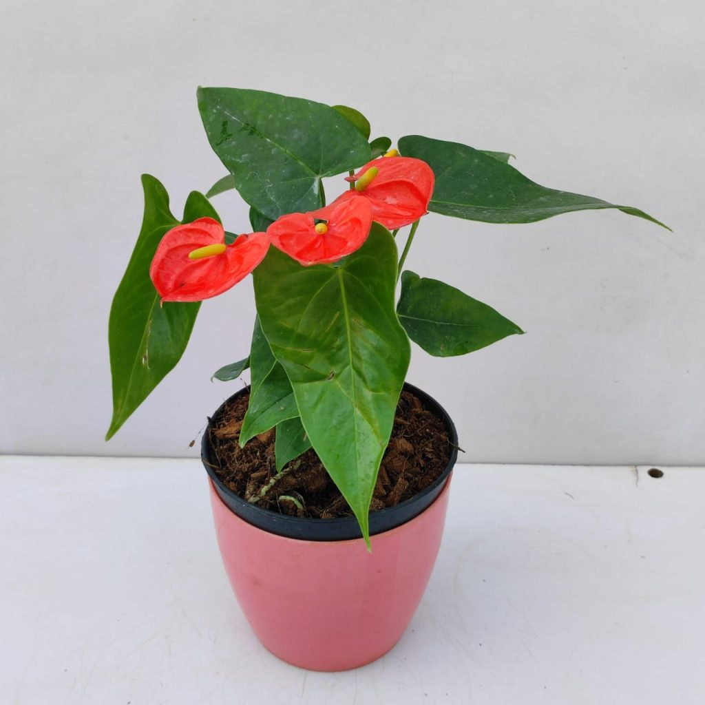 Anthurium 'Orange Hot' - NurseryBuy