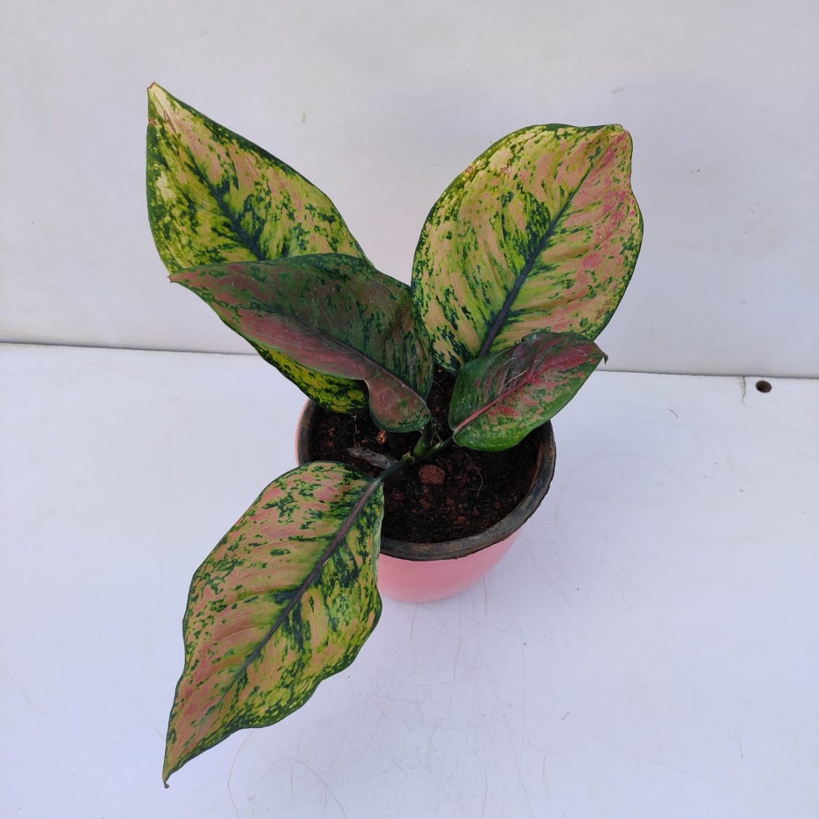 Aglaonema 'Heng Heng' - NurseryBuy