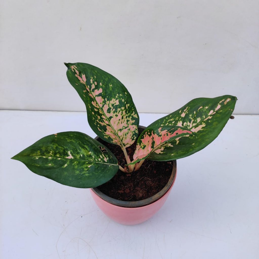 Aglaonema 'Pink Princess' - NurseryBuy