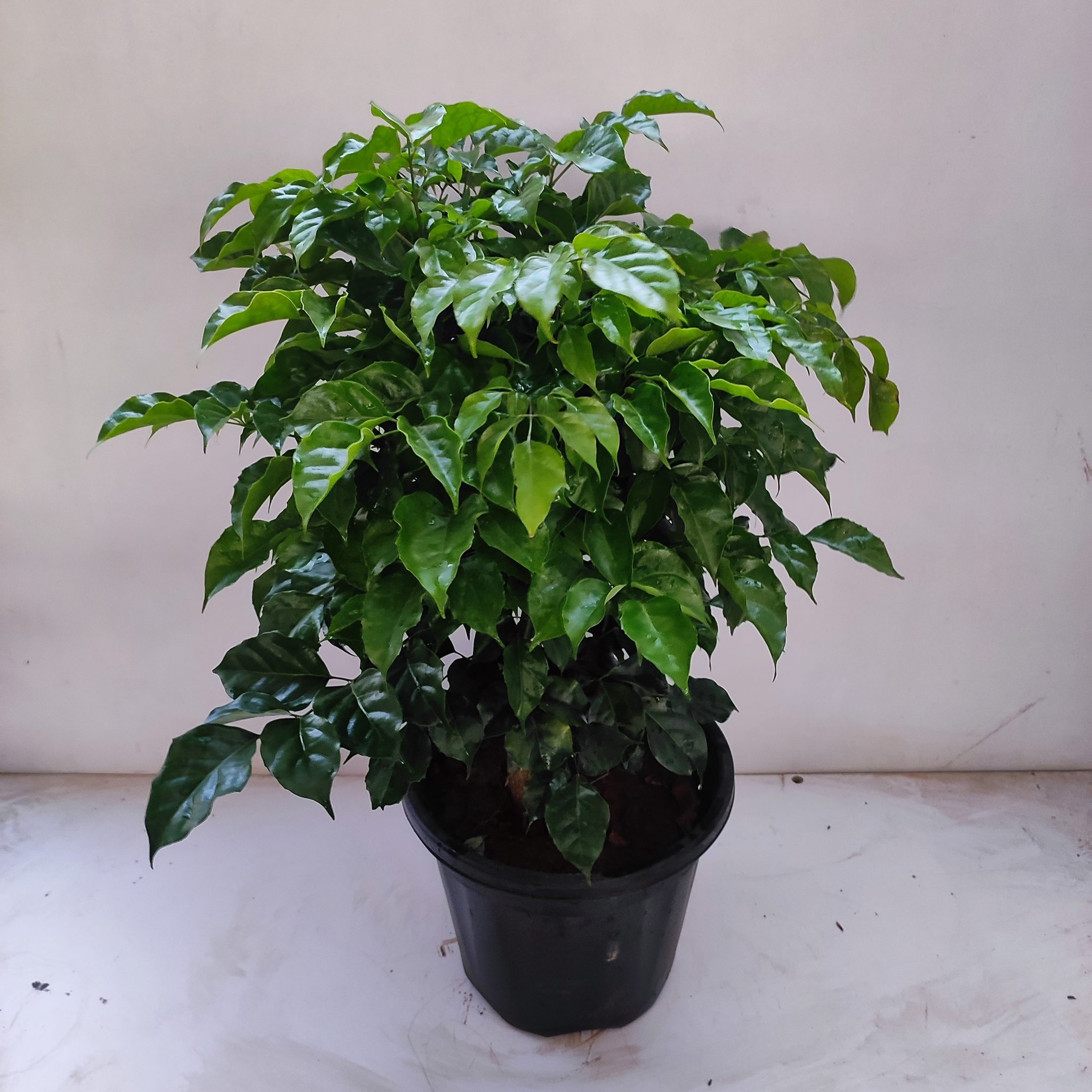Radermachera Sinica Large - NurseryBuy