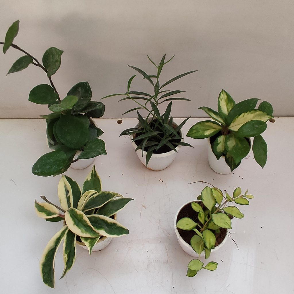 Mini Hoya Combo - NurseryBuy