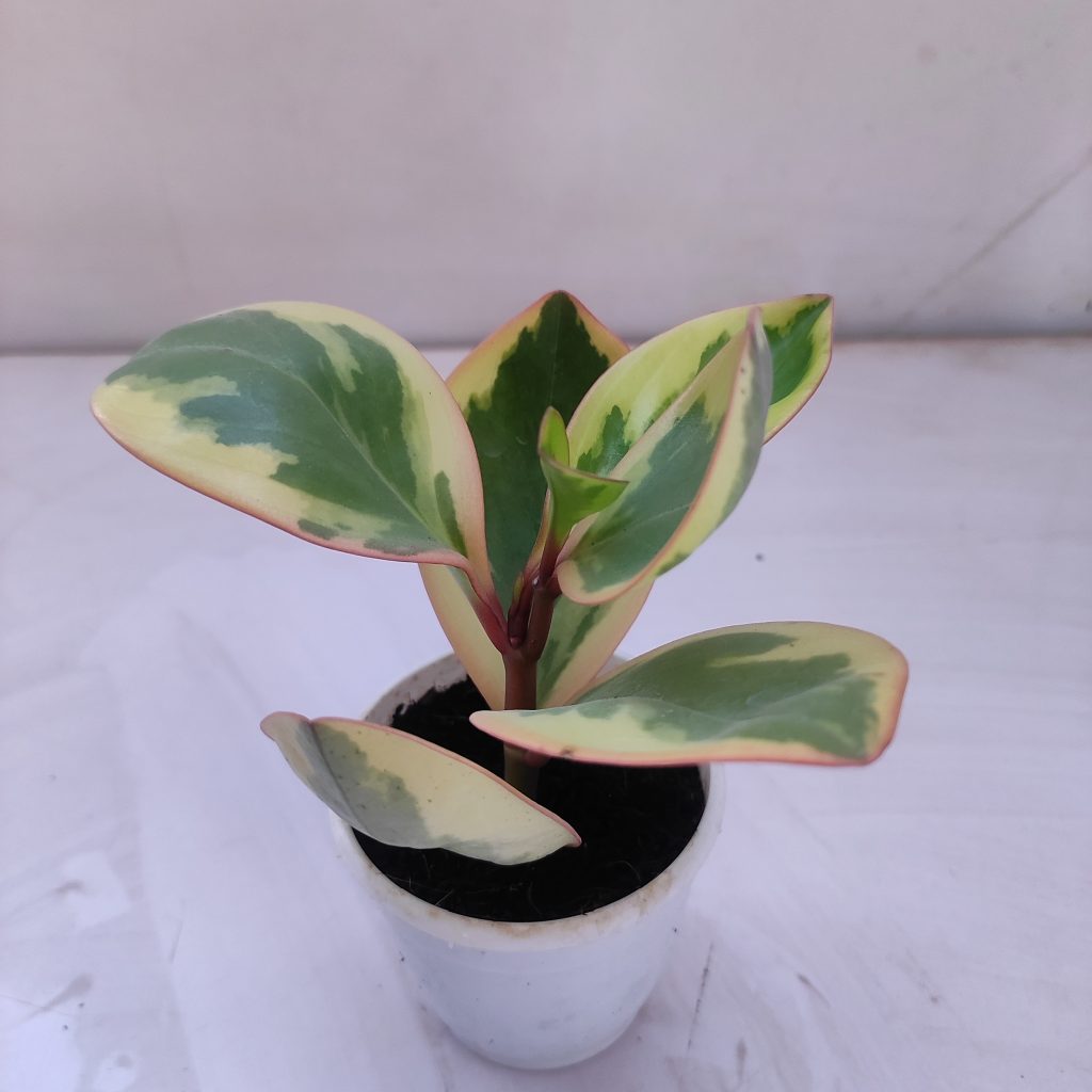 Cool Review About Red Edge Peperomia