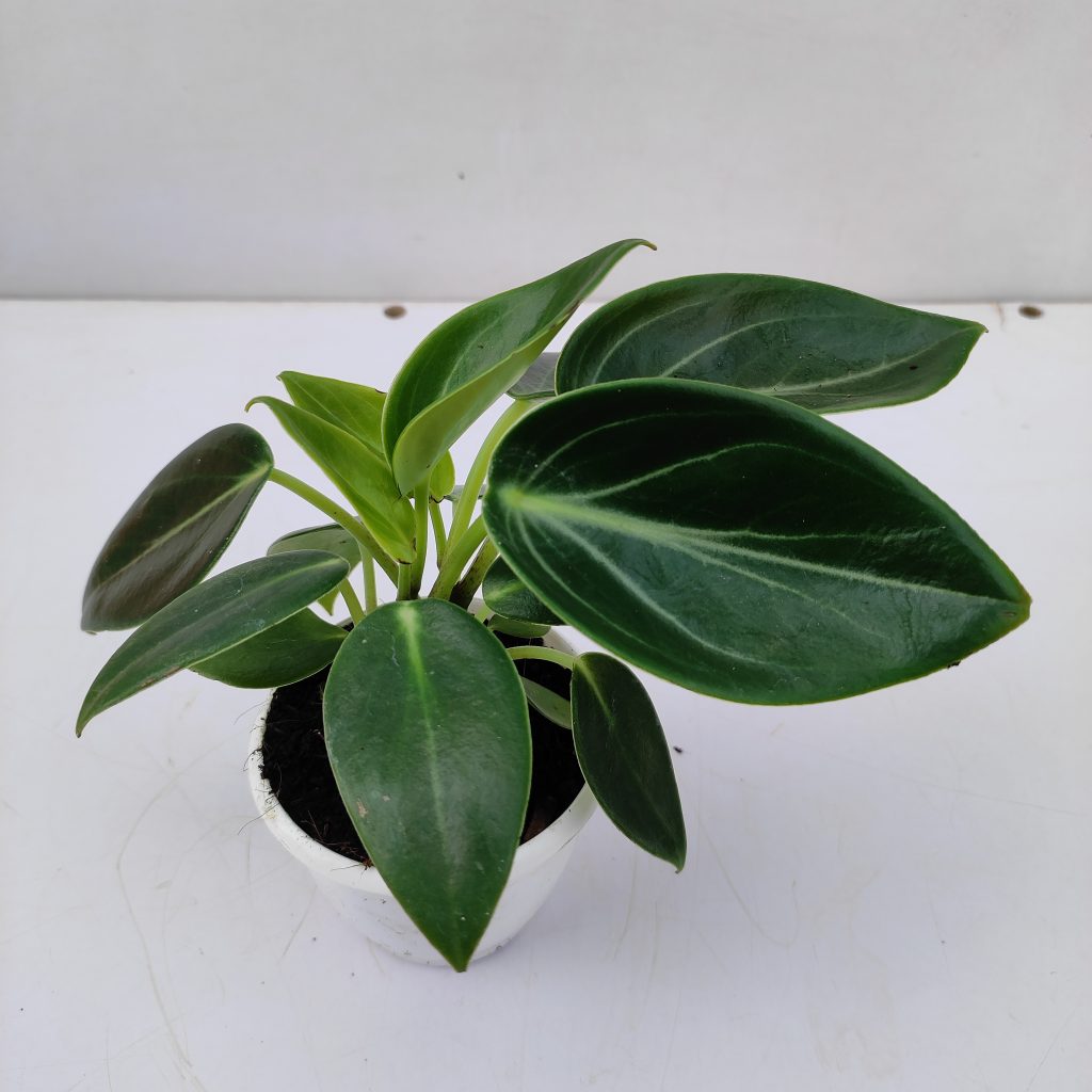 Peperomia Maculosa - NurseryBuy