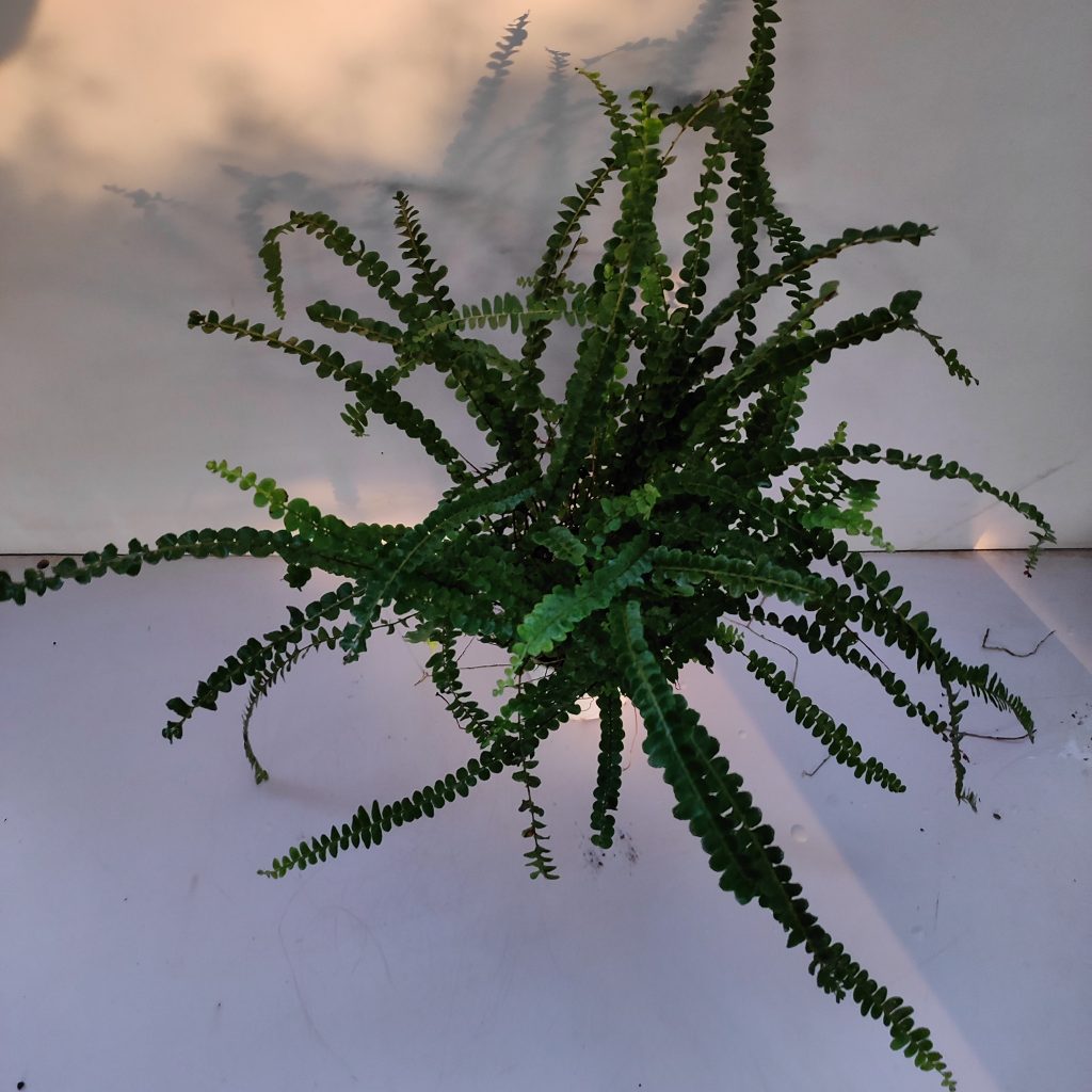 Nephrolepis Cordifolia 'Duffii' (Lemon Button Fern) - NurseryBuy