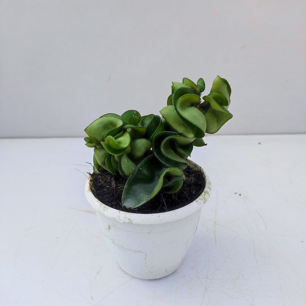 Hoya Compacta (Hindu Rope Hoya) Mini - NurseryBuy