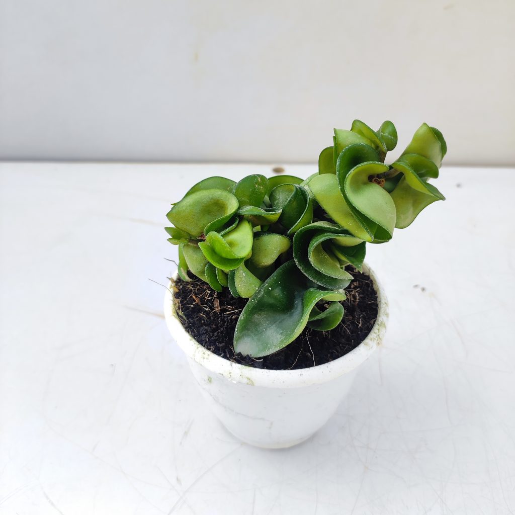 Hoya Compacta (Hindu Rope Hoya) Mini - NurseryBuy