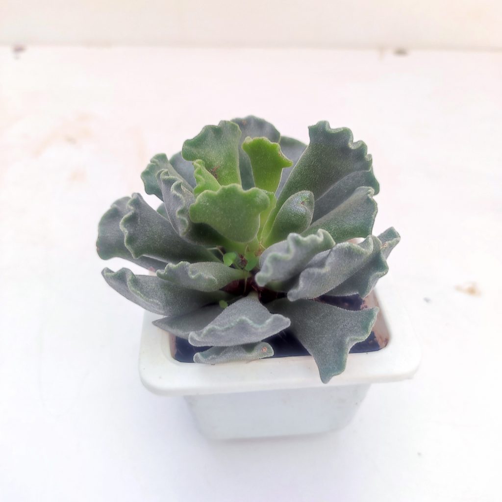 Crinkle Leaf Plants - NurseryBuy