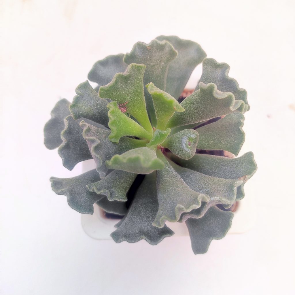 Crinkle Leaf Plants - NurseryBuy