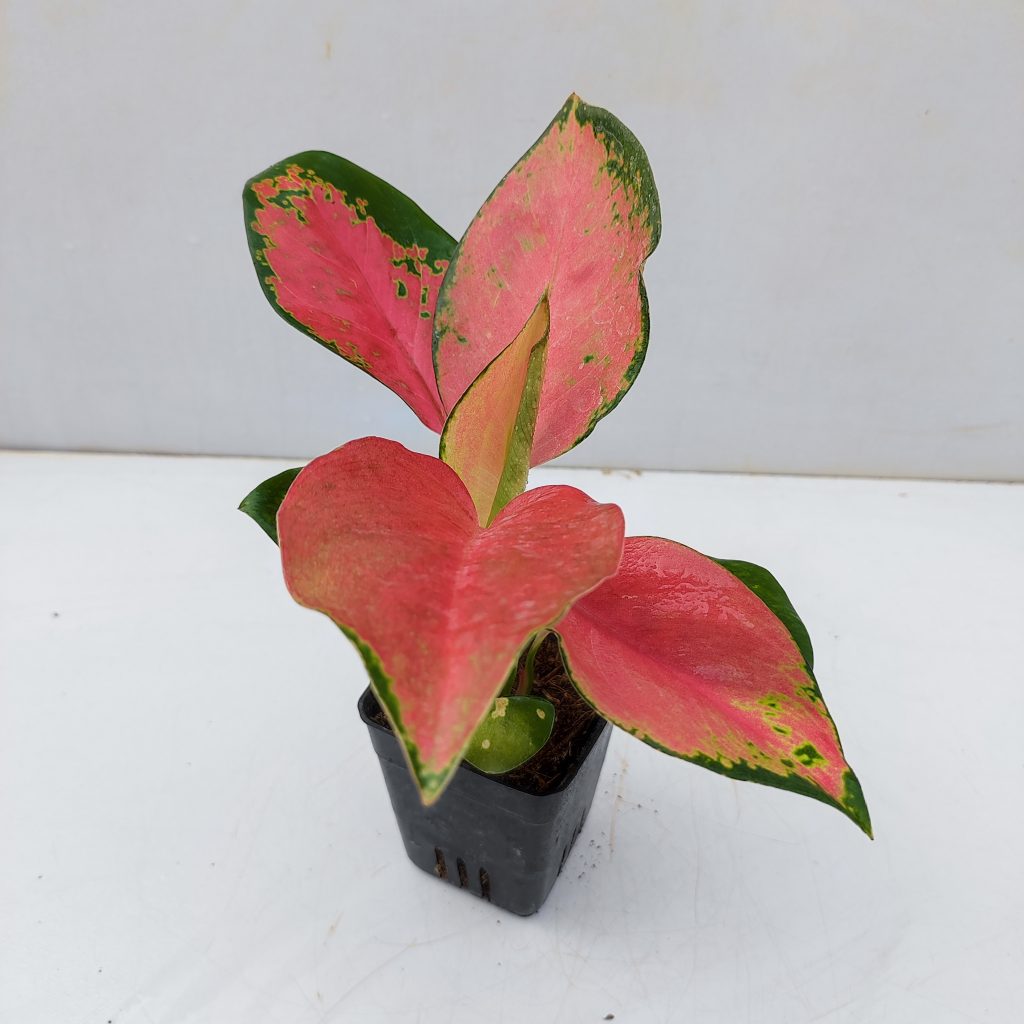 Aglaonema 'Red Cochin' Mini - NurseryBuy