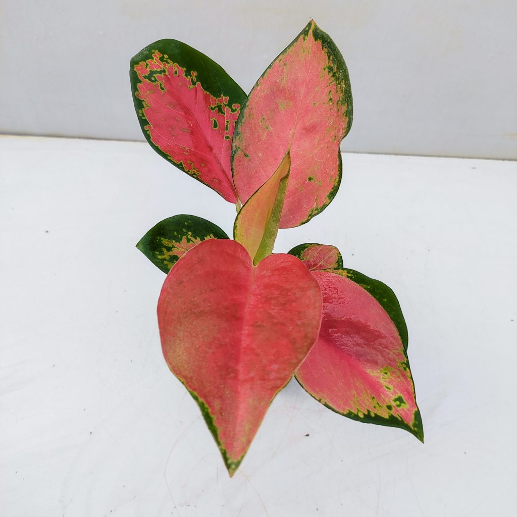 Aglaonema 'Red Cochin' Mini - NurseryBuy
