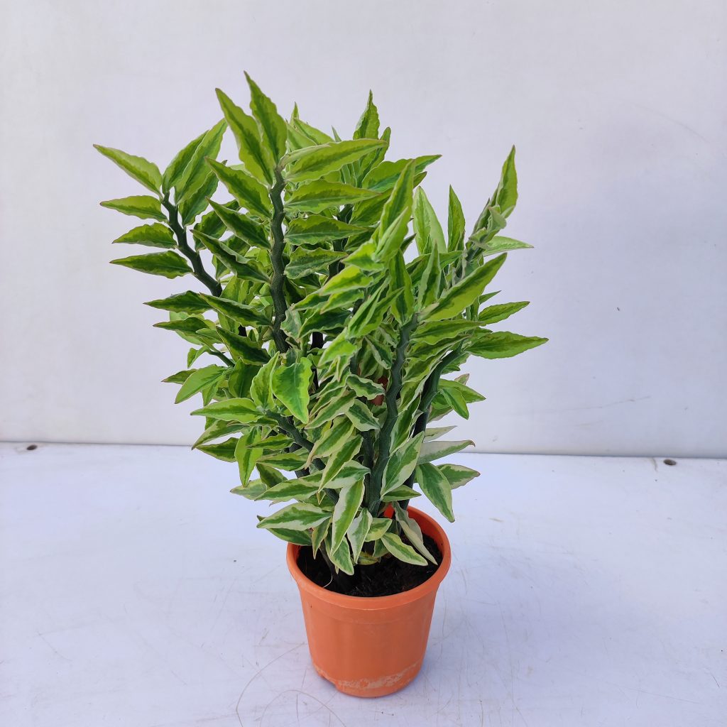 Devil's Backbones - Pedilanthus Tithymaloides - NurseryBuy