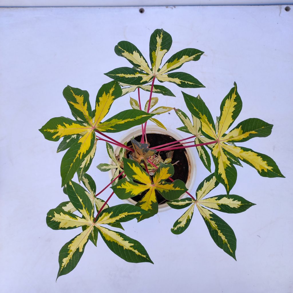 Variegated tapioca Manihot esculenta 'Variegata - NurseryBuy