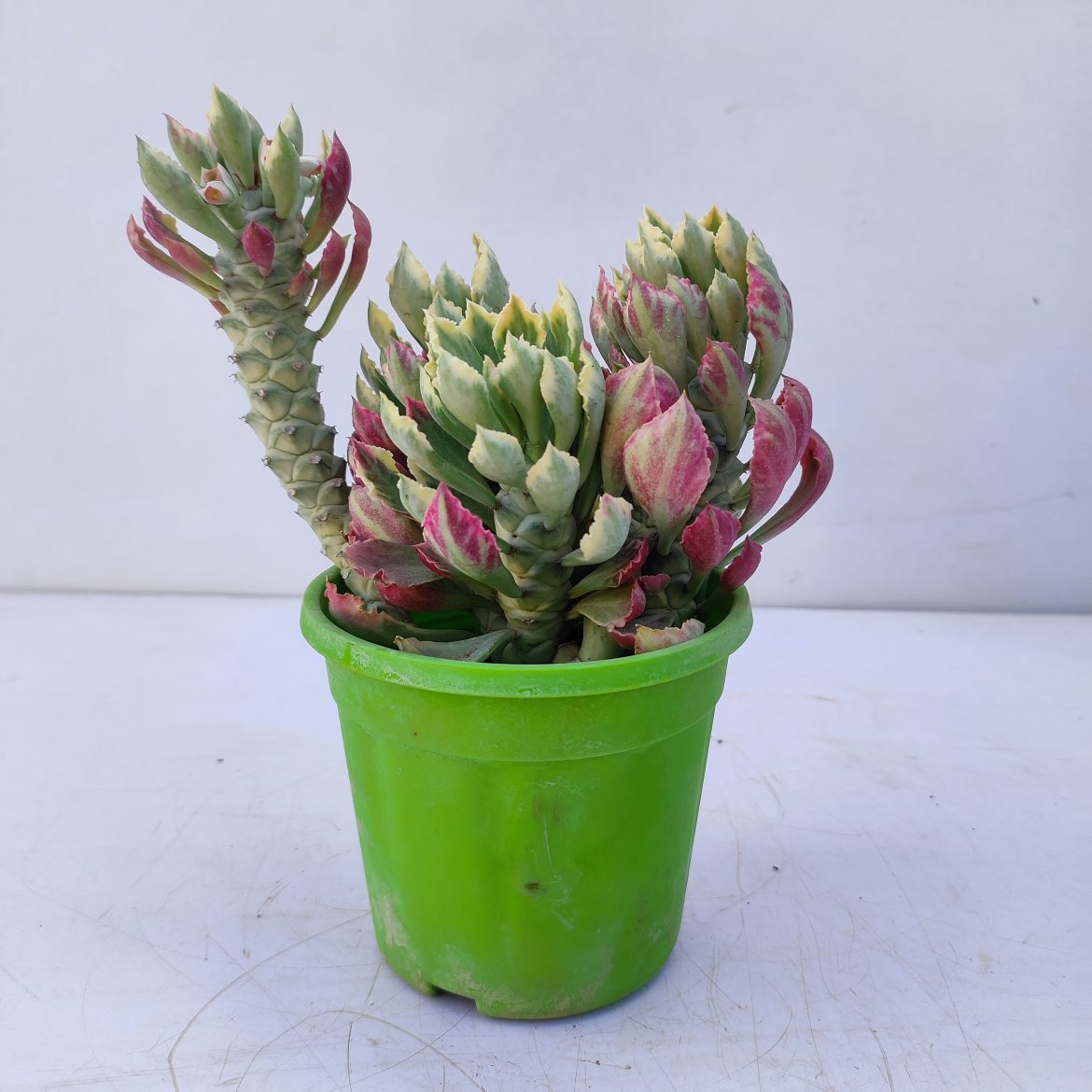 Monadenium Stapelioides Variegata - NurseryBuy