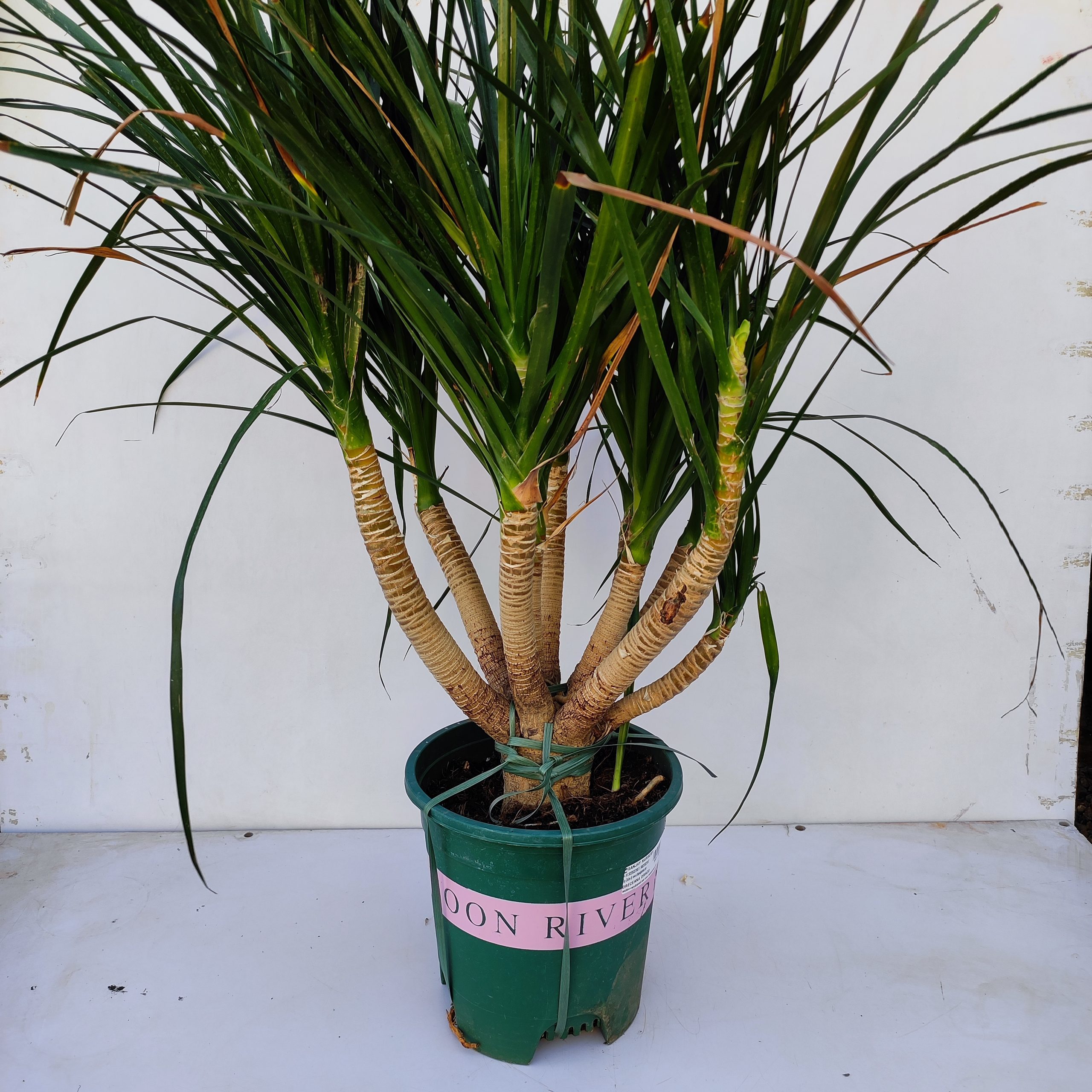 Dracaena Draco - NurseryBuy