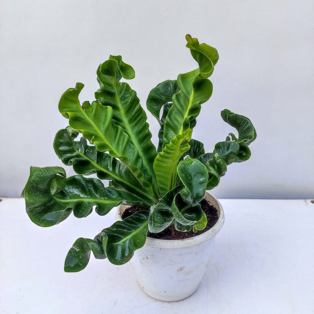 Asplenium Antiquum 'Lasagna' (Cobra fern) Medium - NurseryBuy