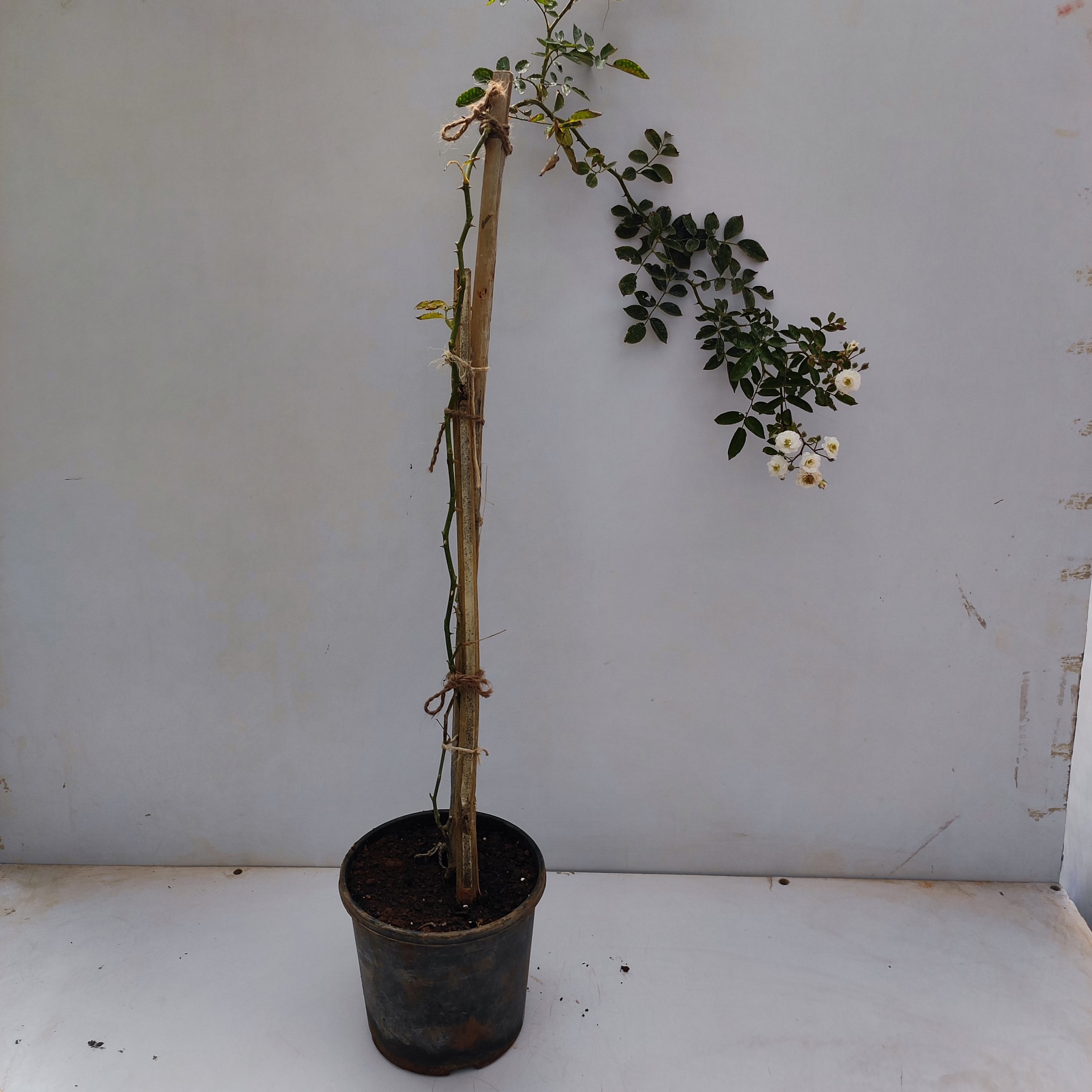 Climbing Rose Plant (White) - NurseryBuy