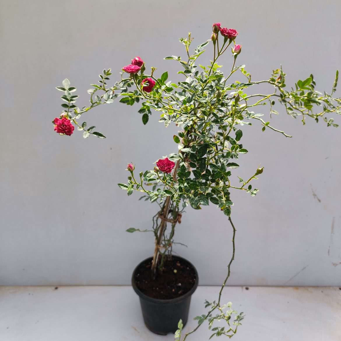 Climbing Rose Plant (Red) - NurseryBuy