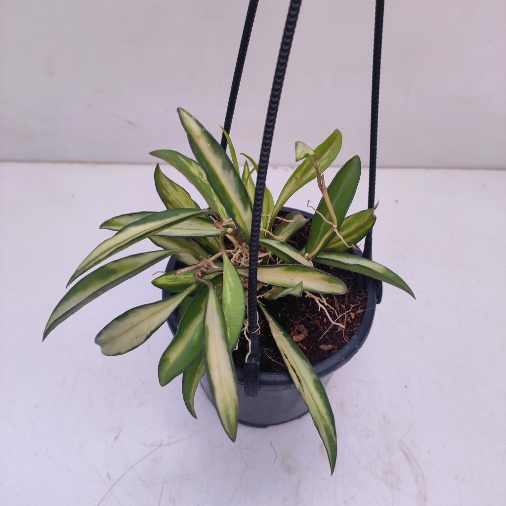 Hoya 'Wayetii' Variegated - NurseryBuy