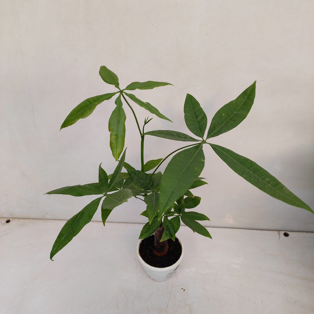 Pachira Aquatica Single Stem 'Money Tree' - NurseryBuy