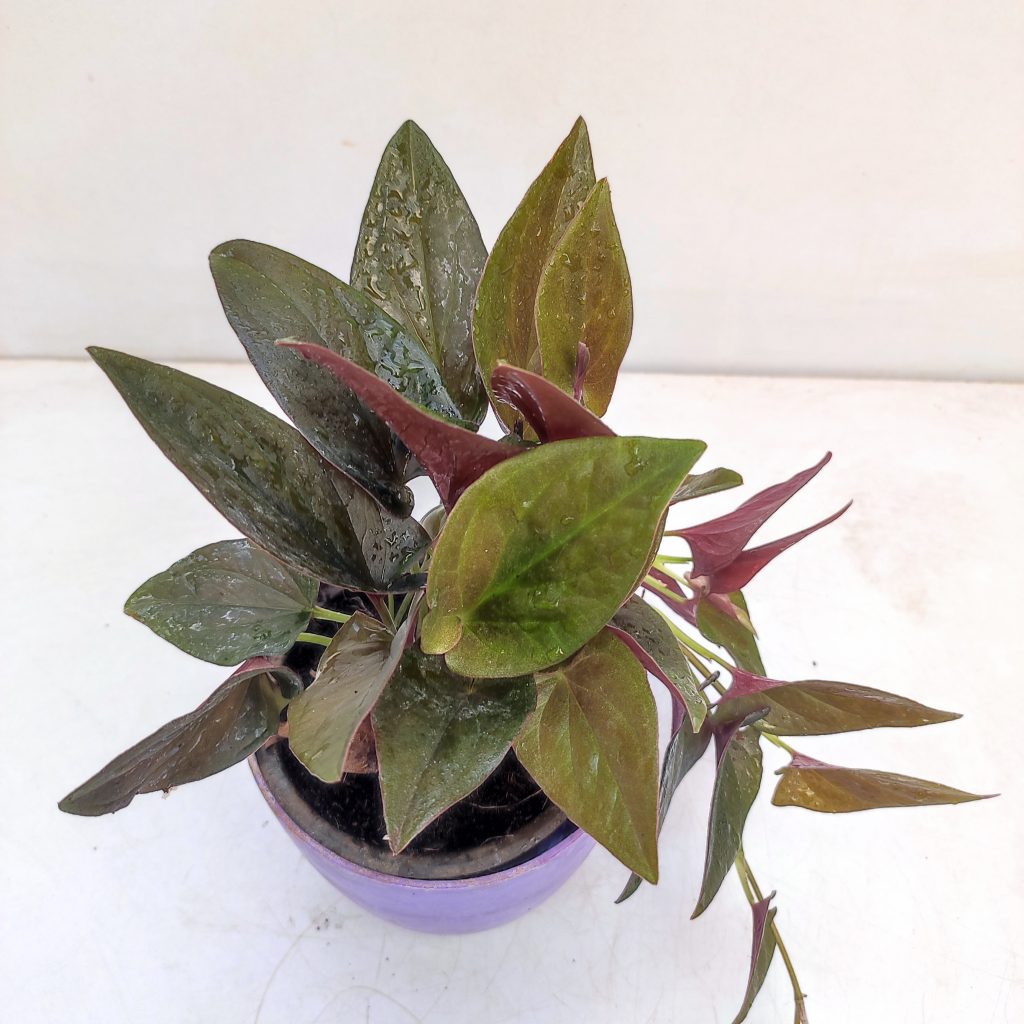 Syngonium Erythrophyllum Mini - NurseryBuy