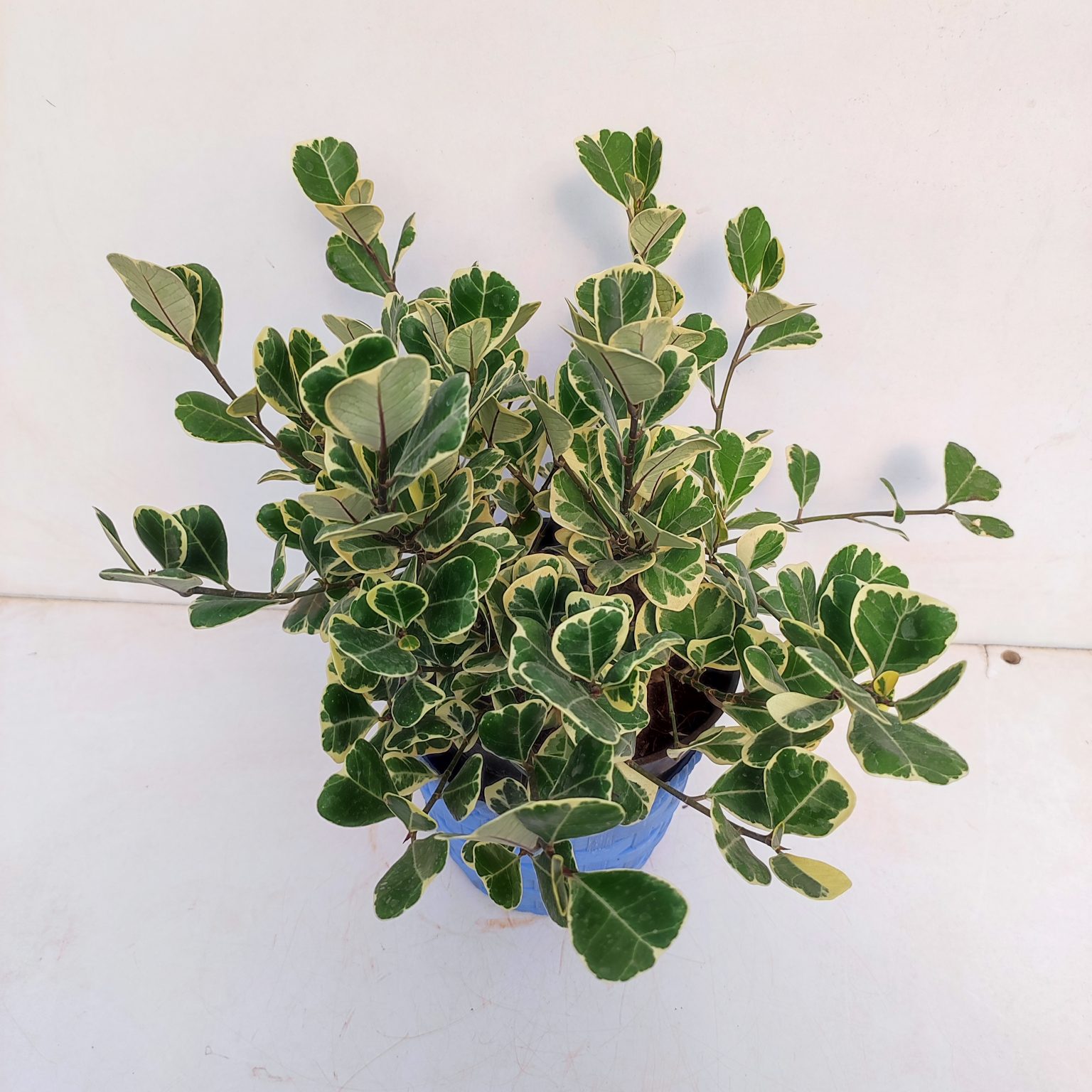 Ficus Triangularis Variegata (Sweetheart Tree) - NurseryBuy