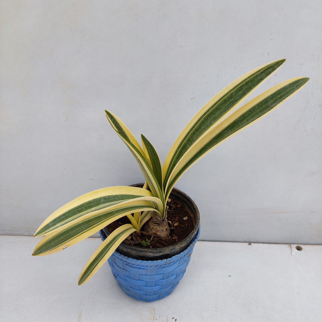 Variegated spider lily (Caribbean spider-lily) - NurseryBuy