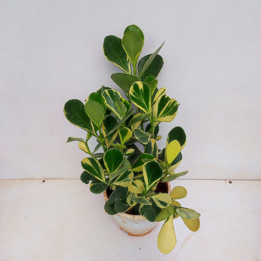 Clusia Rosea Variegated (Variegated Autograph Tree) - NurseryBuy