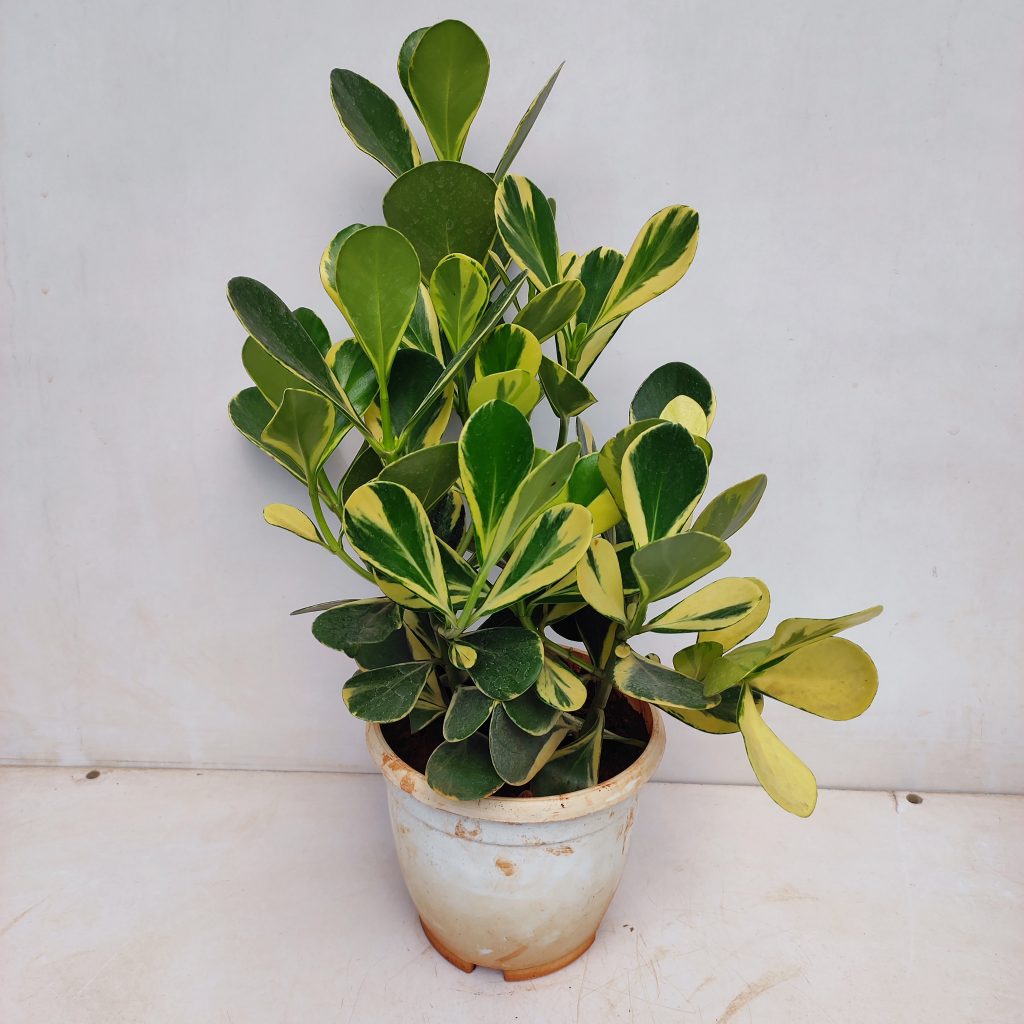 Clusia Rosea Variegated (Variegated Autograph Tree) - NurseryBuy