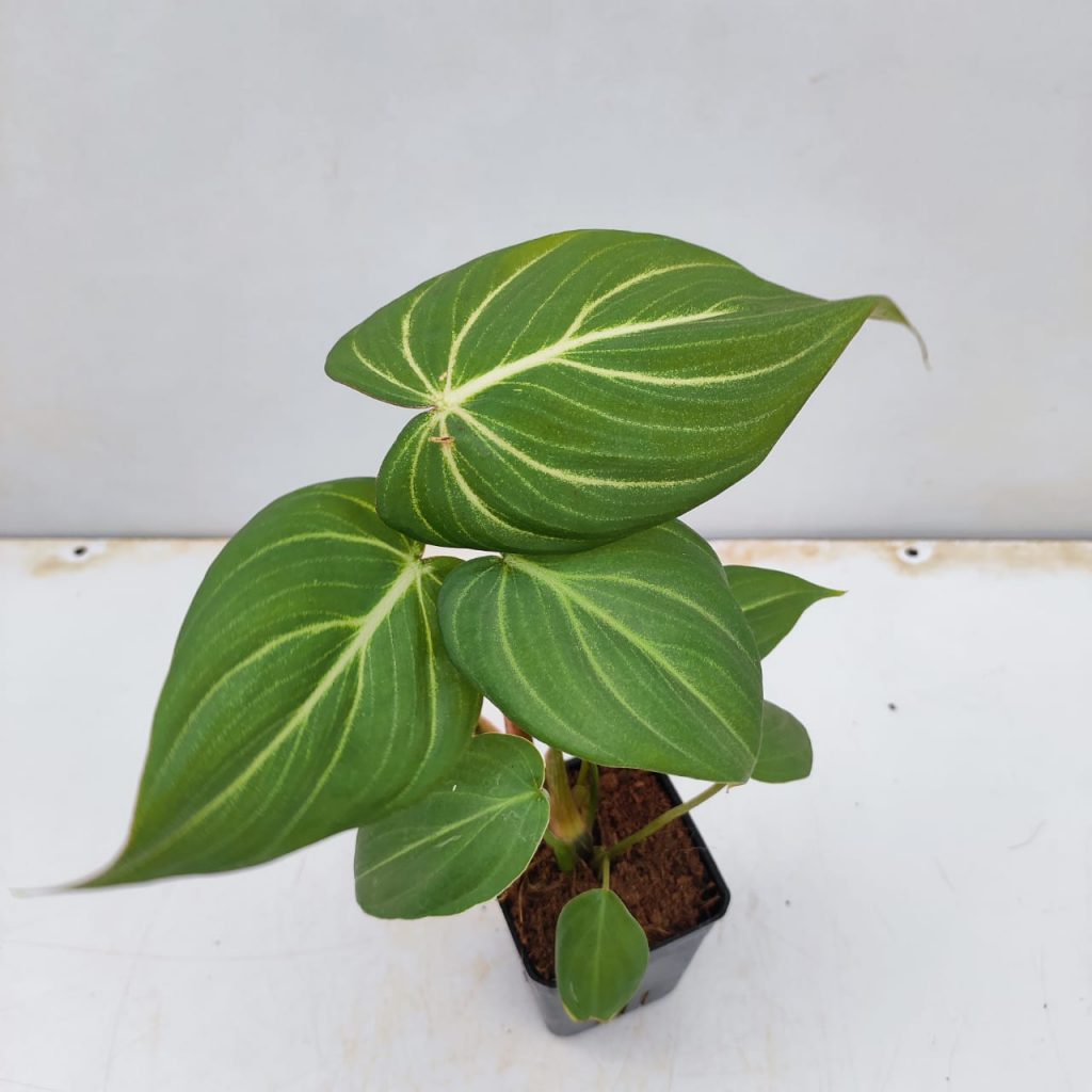 Philodendron Gloriosum 'Zebra' - NurseryBuy