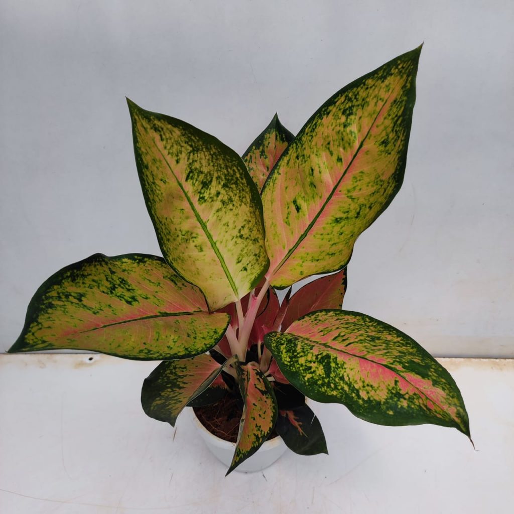 Aglaonema Cochin Spp - NurseryBuy