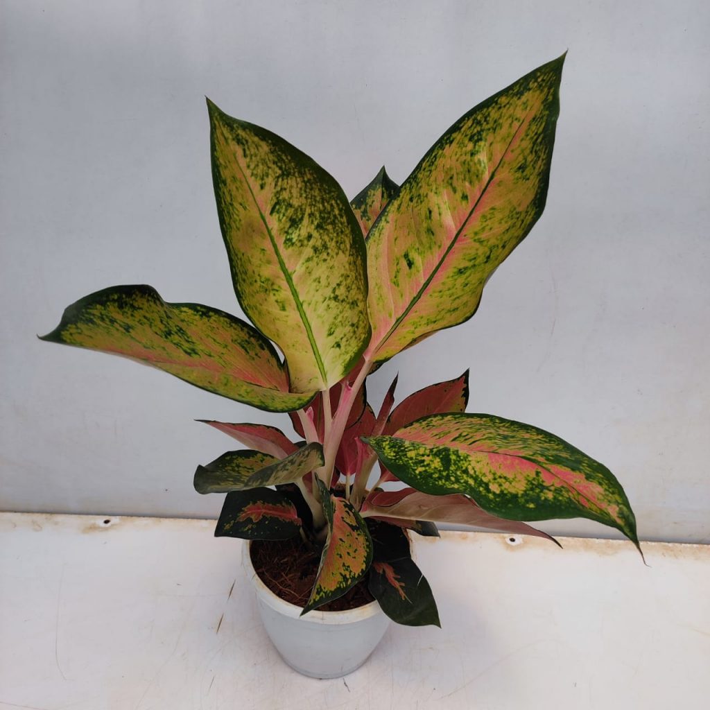 Aglaonema Cochin Spp - NurseryBuy