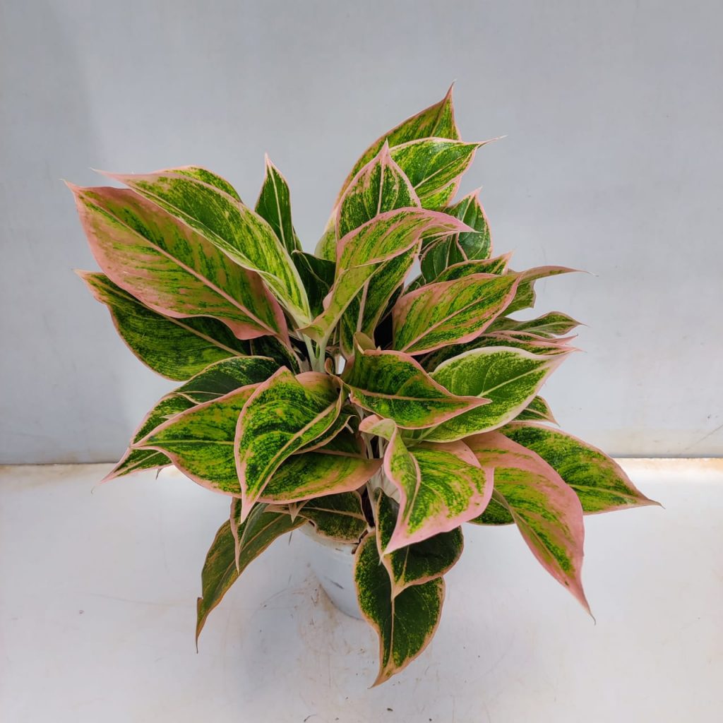 Aglaonema 'Pink Aurora' Large - NurseryBuy
